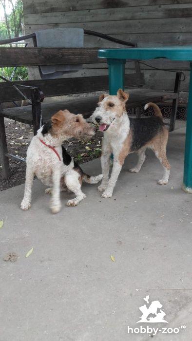 Fox Terrier par sarmos cu pedigree - Hobby-Zoo.ro