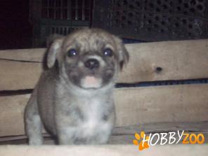 Adoptie pui catel Chihuahua - Hobby-Zoo.ro