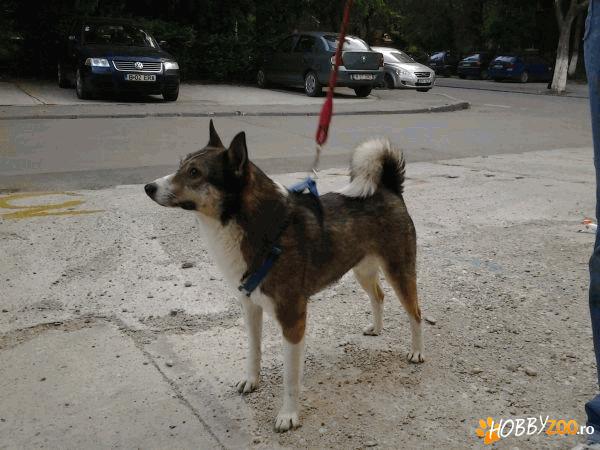 Jackie, metis de husky - Hobby-Zoo.ro