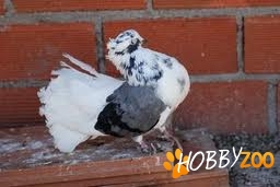porumbei rotati ornamentali - Hobby-Zoo.ro