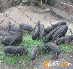 Porci vietnamez locatie Bacau - Hobby-Zoo.ro