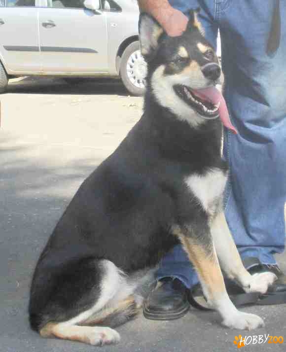Ofer metis HUSKY spre adoptie - Hobby-Zoo.ro