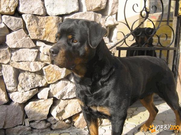 imperechere rottweiler Oradea - Hobby-Zoo.ro
