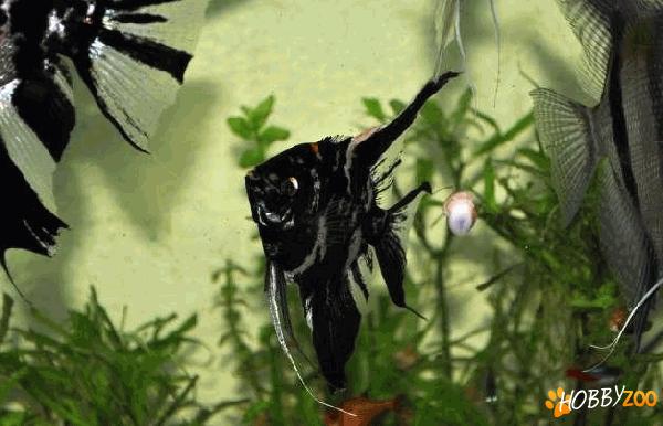 vanzare pestele scalar - Hobby-Zoo.ro