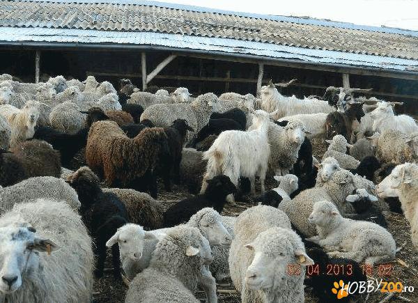 oi din rasa tigaie si karakul - Hobby-Zoo.ro