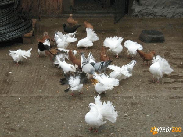 Vand Voltati (Rotati) - Hobby-Zoo.ro