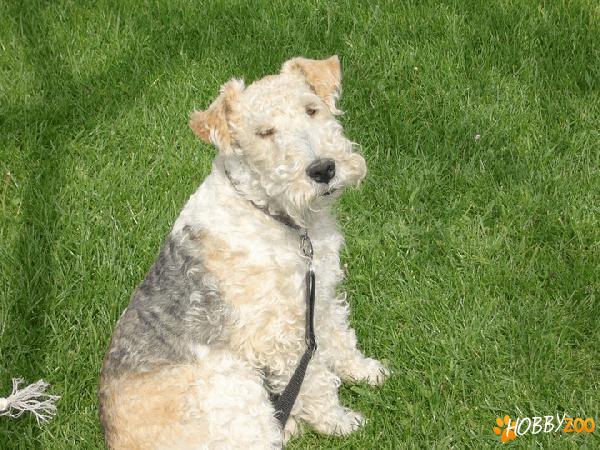 FOX TERRIER SARMOS de vanzare - Hobby-Zoo.ro