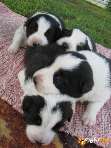 Vand pui Border Collie - Hobby-Zoo.ro