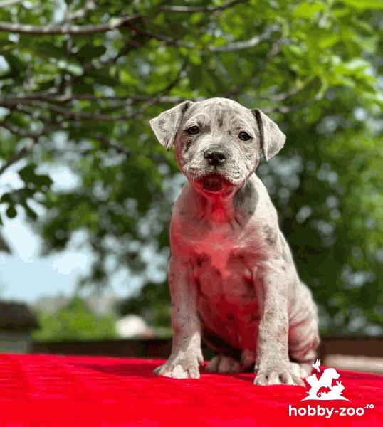 American Pit Bull Terrier catelusi de vanzare - Hobby-Zoo.ro