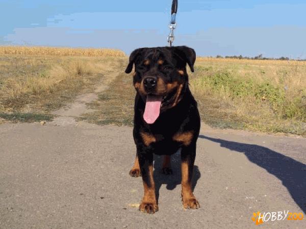 Rottweiler cu pedigree - Hobby-Zoo.ro