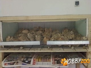 Comercializez prepelite si oua de prepel - Hobby-Zoo.ro