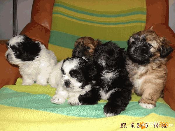 catei shih,tzu de vanzare - Hobby-Zoo.ro