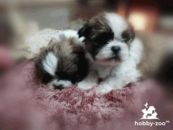 Shih Tzu catelusi de vanzare - Hobby-Zoo.ro