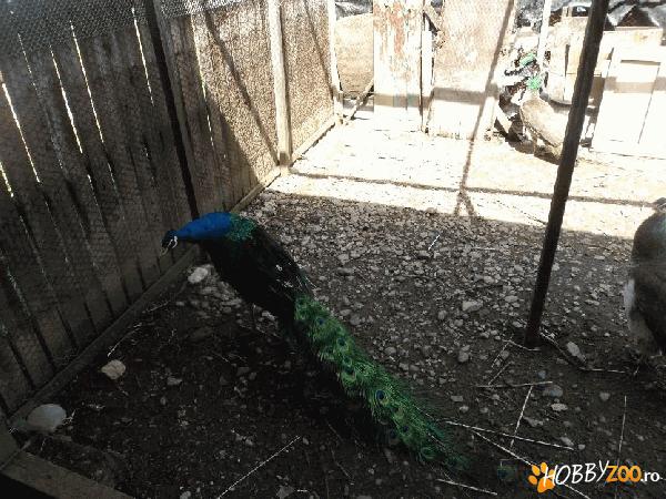 Pauni albastrii preturi mici - Hobby-Zoo.ro