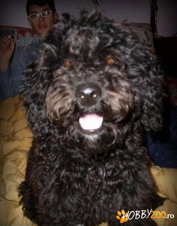 Imperechere Caniche pitic Negru - Hobby-Zoo.ro