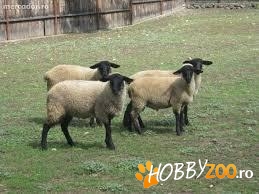 oi din rasa suffolk vanzare - Hobby-Zoo.ro