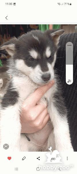 Vand catelus husky siberieni - Hobby-Zoo.ro