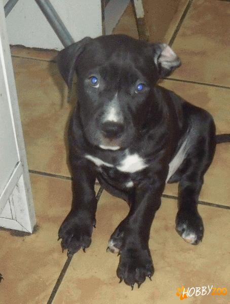 Vand pui pitbull !! - Hobby-Zoo.ro