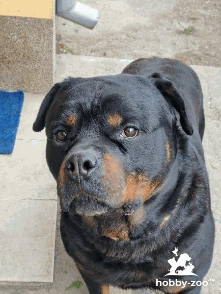 Imperechere rottweiler - Hobby-Zoo.ro