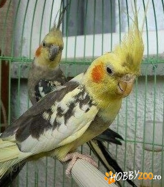 pereche nimfe bine ingrijite - Hobby-Zoo.ro
