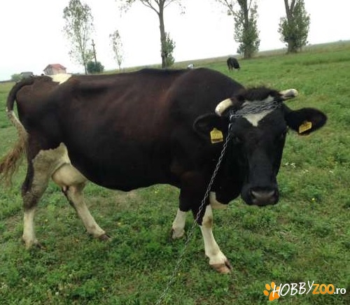 Vaca de mare productivitate - Hobby-Zoo.ro