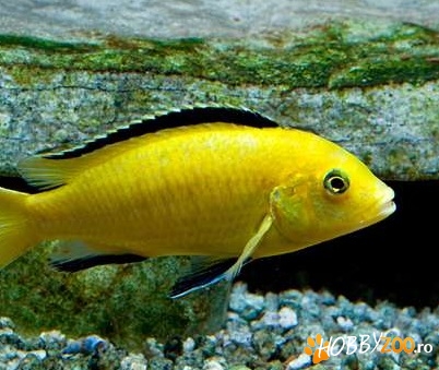 Ciclide africane galbene portocalii - Hobby-Zoo.ro