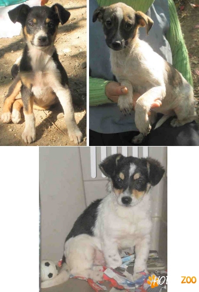 Metisi Jack Russell terrier, adopti - Hobby-Zoo.ro