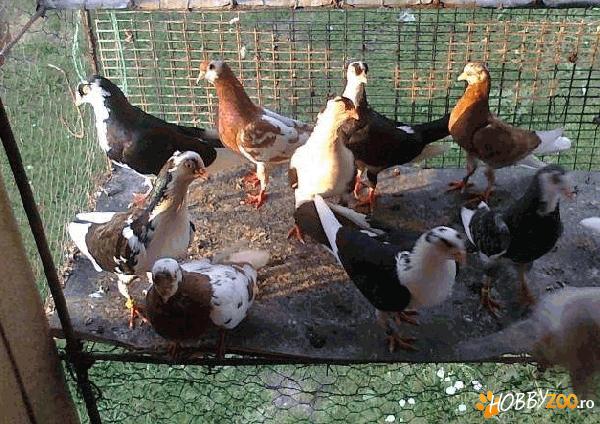 PORUMBEI Jucatori de galati - Hobby-Zoo.ro