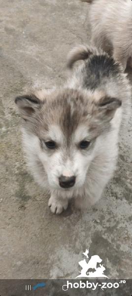 Vand catelus husky siberieni - Hobby-Zoo.ro