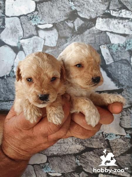 Labradoodle catelusi de vanzare - Hobby-Zoo.ro
