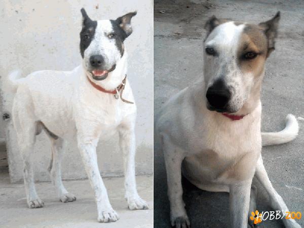 Metisi bull terrier spre adoptie - Hobby-Zoo.ro