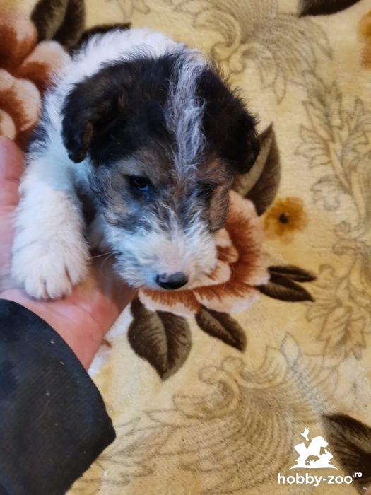 Fox Terrier par sarmos cu pedigree - Hobby-Zoo.ro