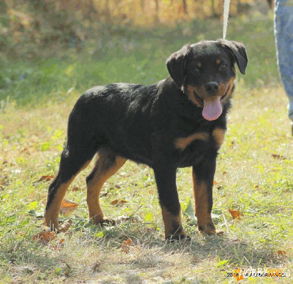 Rottweilers caini ,parinti arbitrat - Hobby-Zoo.ro