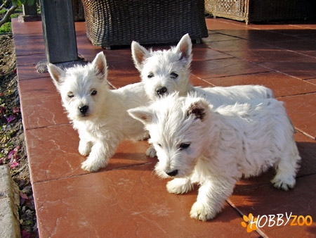 catei westie albi superbi - Hobby-Zoo.ro