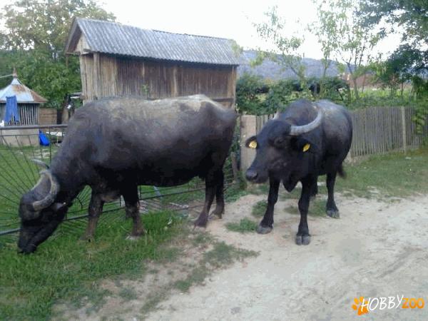 doua bivolite gestante - Hobby-Zoo.ro
