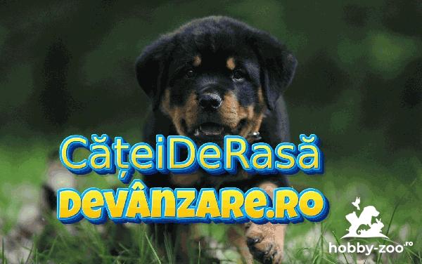 Puiuti Rottweiler cu garantie si carnet de sanatate - Hobby-Zoo.ro