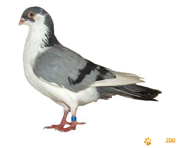 Porumbei jucatori de galati - Hobby-Zoo.ro