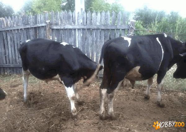 taurine rasa holstein - Hobby-Zoo.ro