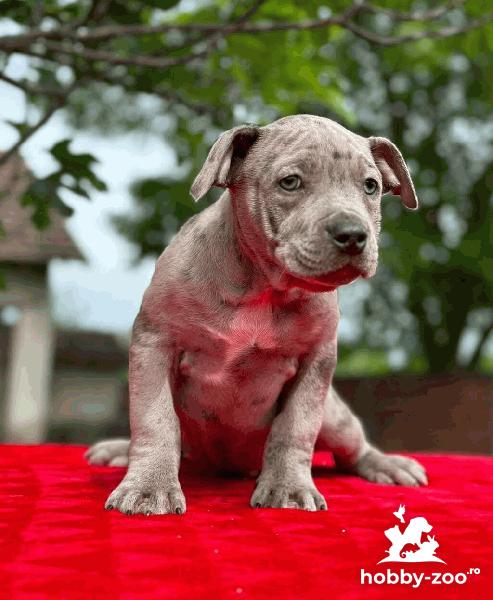 American Pit Bull Terrier catelusi de vanzare - Hobby-Zoo.ro