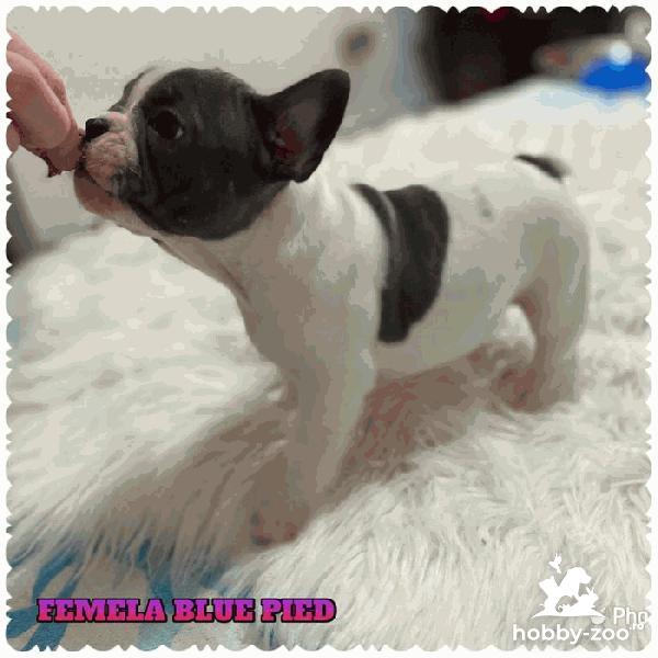 Bulldog francez Blue Pied pui - Hobby-Zoo.ro