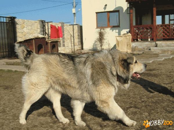 Mascul pentru imperechere - Hobby-Zoo.ro