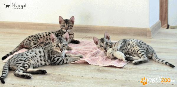 pui pisica bengaleza /bengal cat - Hobby-Zoo.ro