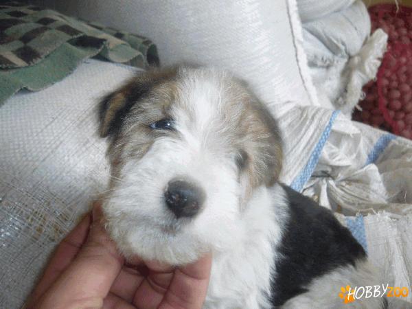 FOX TERRIER SARMOS de vanzare - Hobby-Zoo.ro