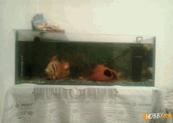 vand acvarii pentru pesti - Hobby-Zoo.ro
