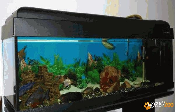 vand Acvariu PetCompany - Hobby-Zoo.ro