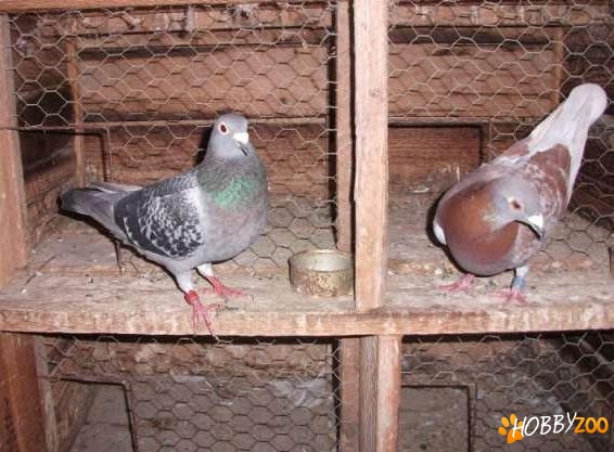vand porumbei postasi - Hobby-Zoo.ro