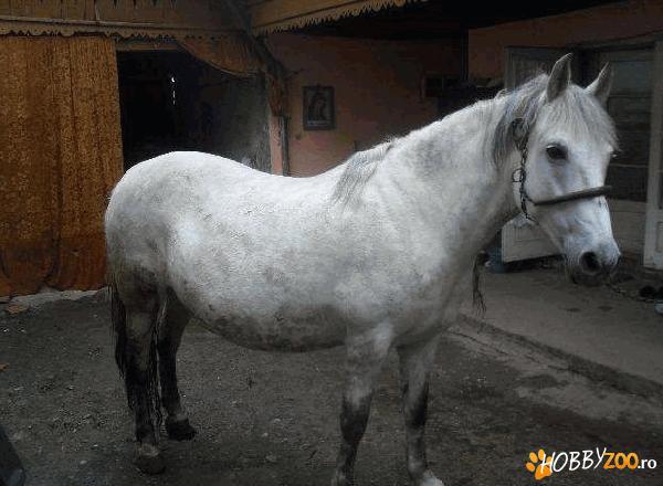 Iapa alba de 9 ani blanda - Hobby-Zoo.ro