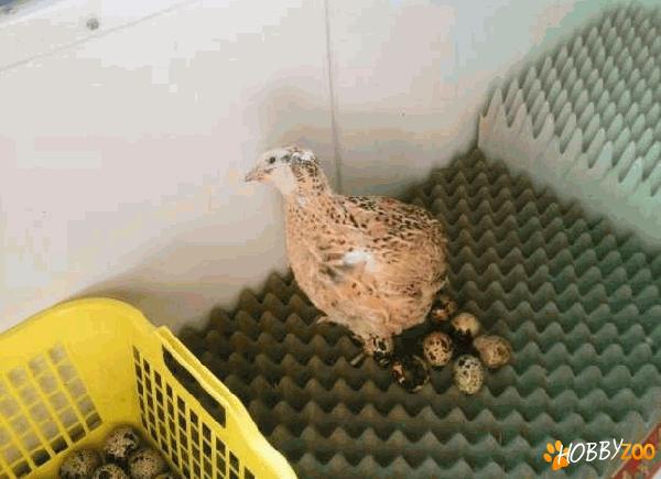 pui de prepelita sanatosi - Hobby-Zoo.ro