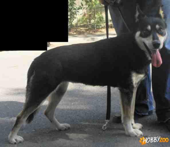 Ofer metis HUSKY spre adoptie - Hobby-Zoo.ro