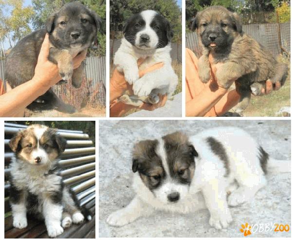 Metisi ciobanesc carpatin 8 sapt, a - Hobby-Zoo.ro